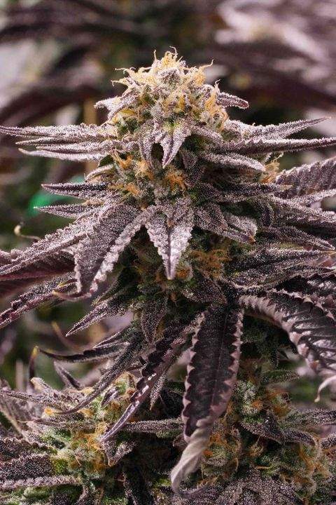 Exclusive | Zkittlez Review: One of the Best Strains of 2022